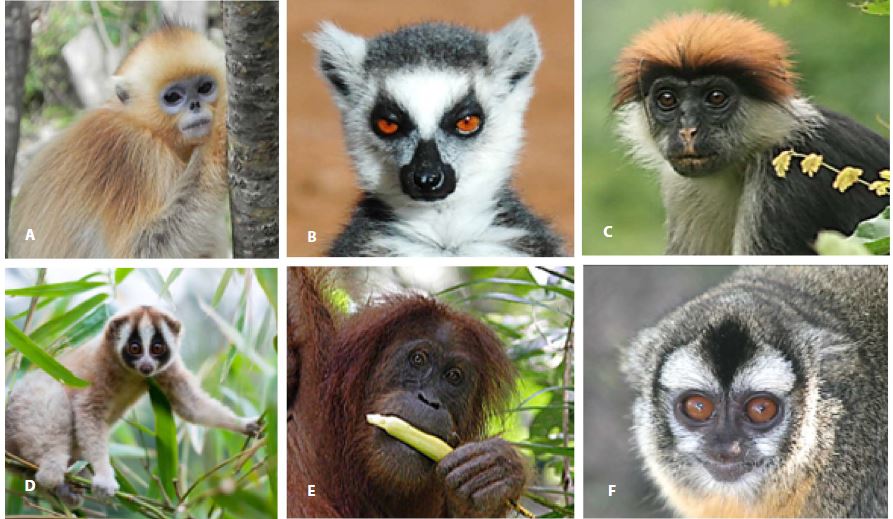 Impending extinction crisis of the world’s primates: why primates ...